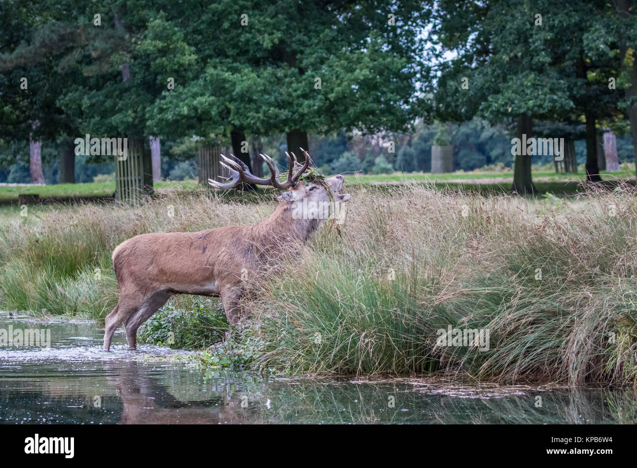 Red Deer Stag in Water Stock Photo - Alamy