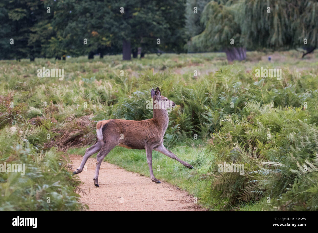 Deer path woods uk hi-res stock photography and images - Alamy