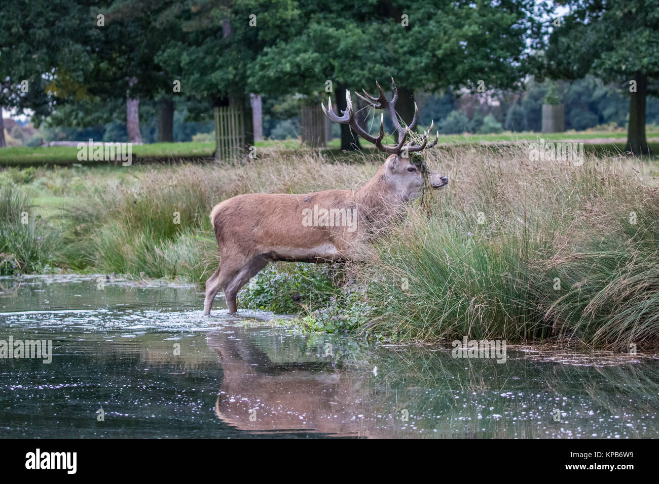 Red Deer Stag in Water Stock Photo - Alamy