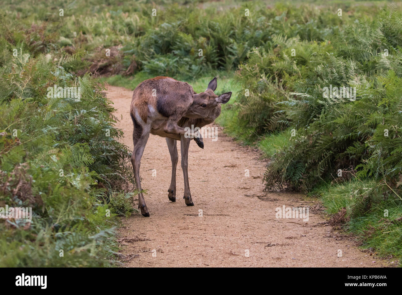 Red Deer Hind Cleaning Stock Photo - Alamy