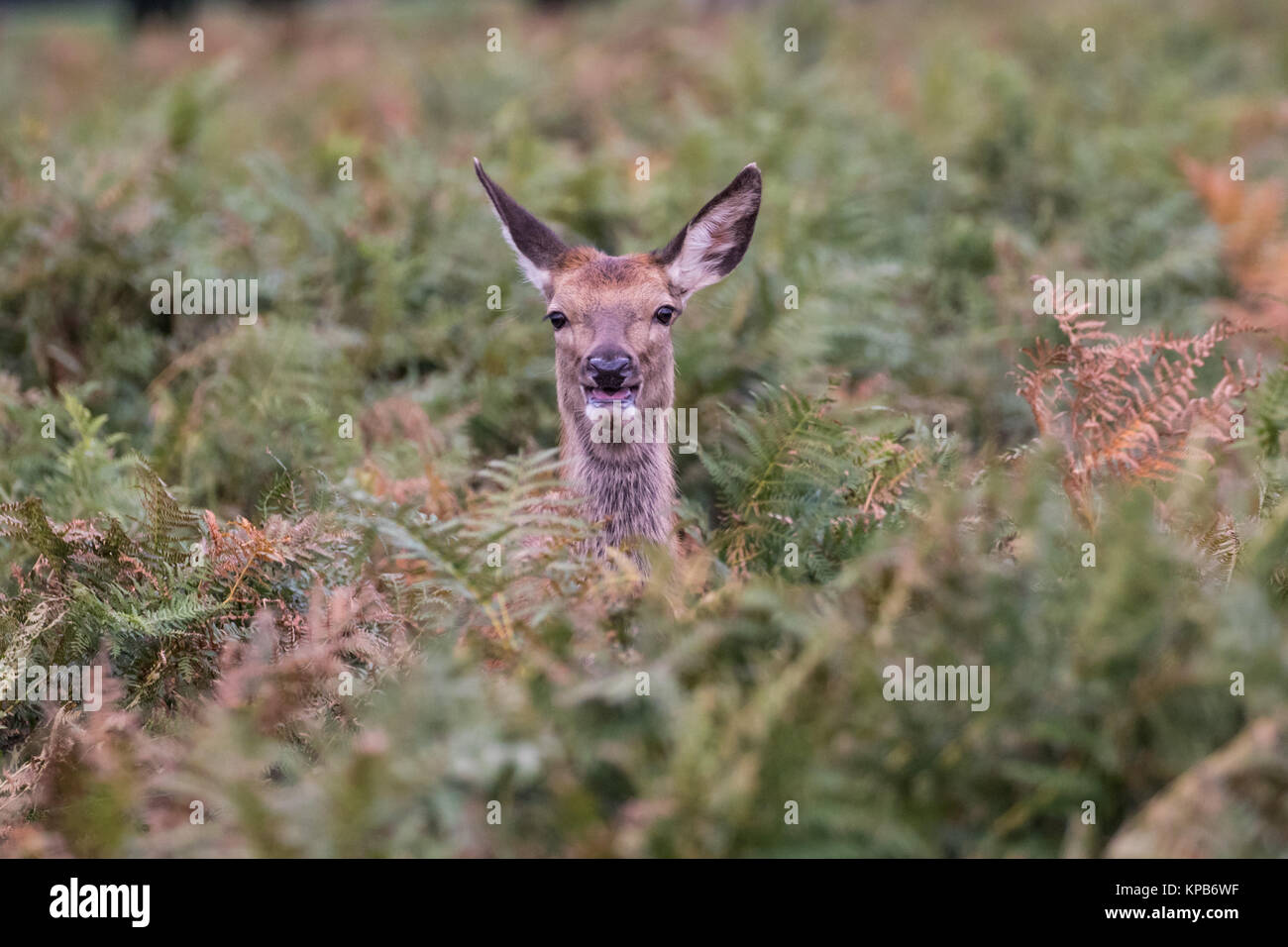 Red Deer Hind Head above the Ferns Stock Photo - Alamy