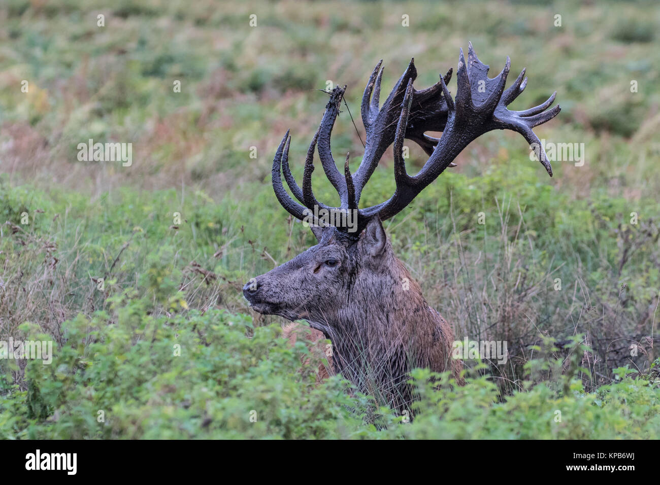 Red Deer Stag Stock Photo - Alamy