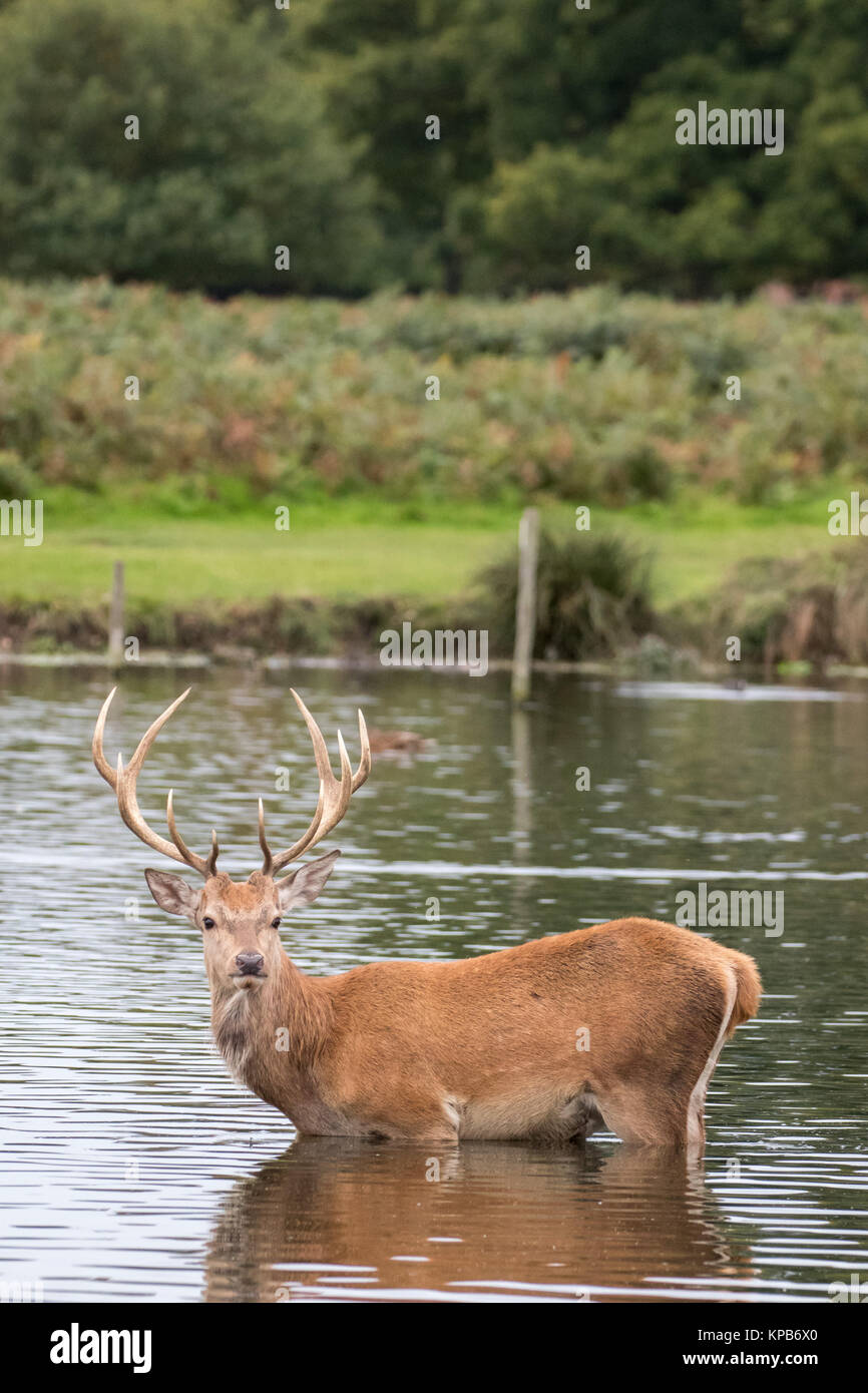 Red Deer Stag in Water Stock Photo - Alamy