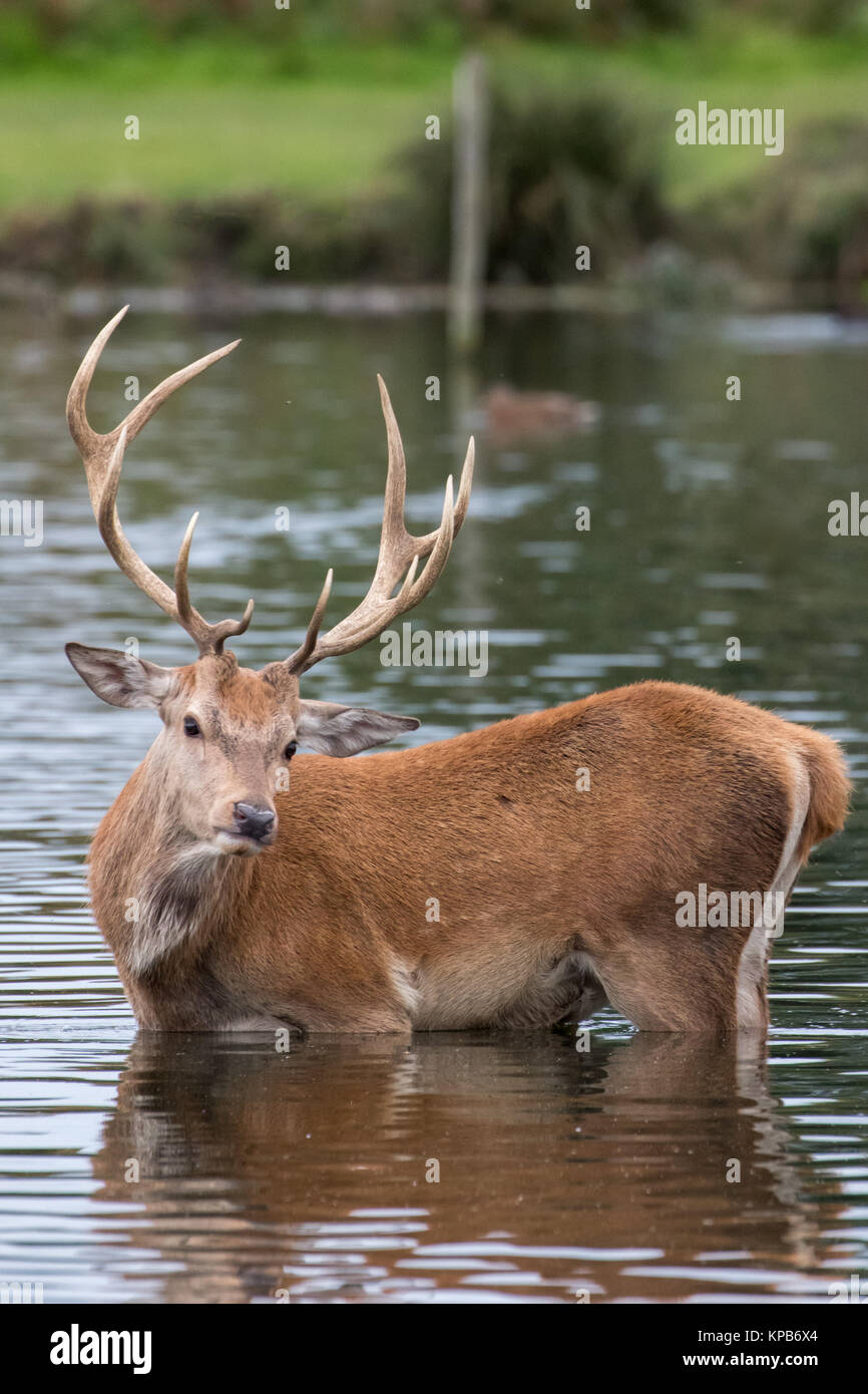 Red Deer Stag in Water Stock Photo - Alamy