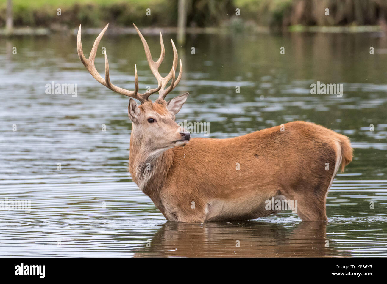 Red Deer Stag in Water Stock Photo - Alamy
