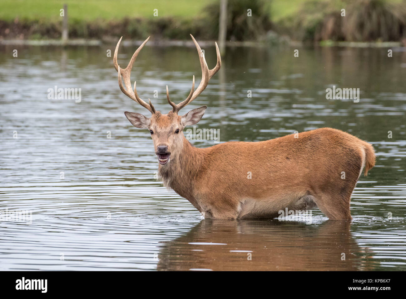 Red Deer Stag in Water Stock Photo - Alamy
