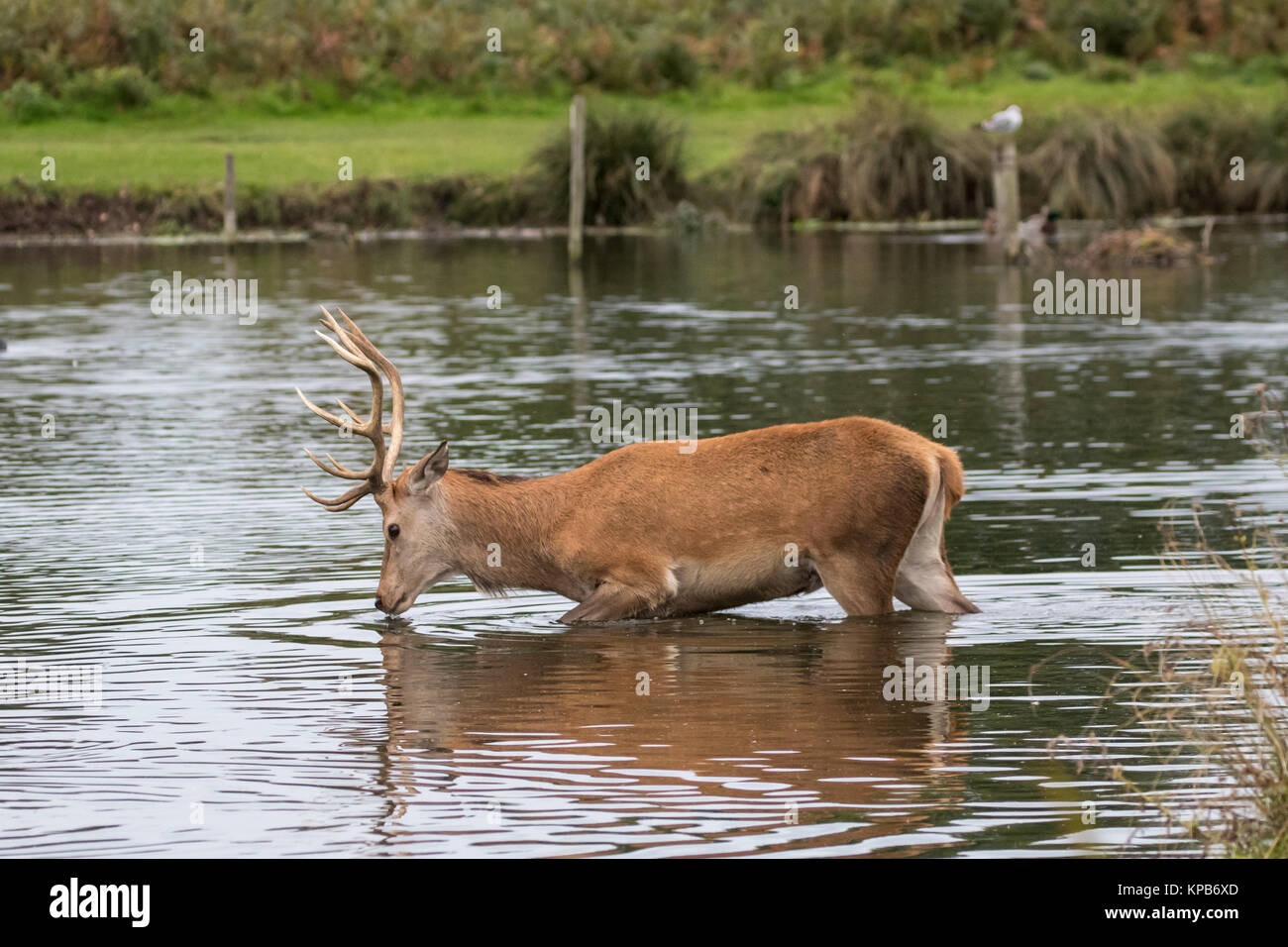 Red Deer Stag in Water Stock Photo - Alamy