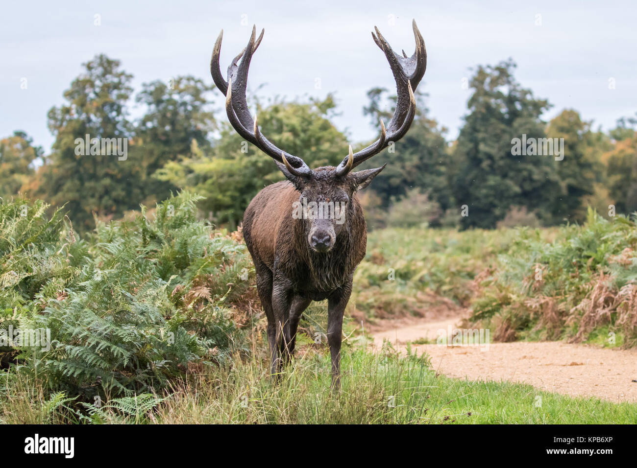 Red Deer Stag Stock Photo - Alamy