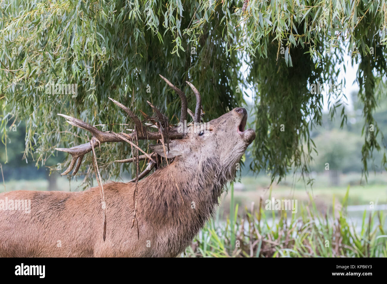 Red Deer Stag With Vegetation on Antlers Stock Photo - Alamy