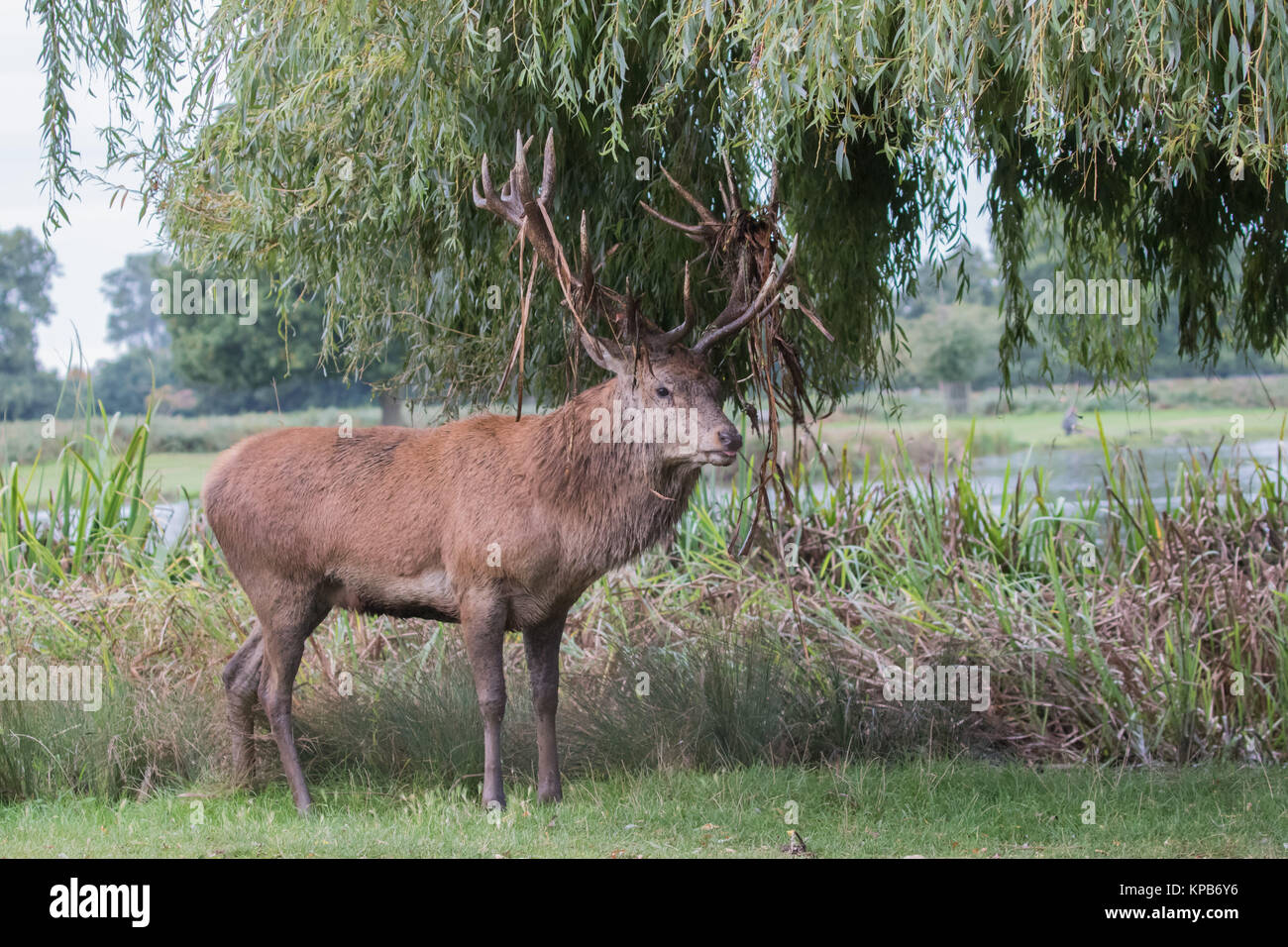 Red Deer Stag With Vegetation on Antlers Stock Photo - Alamy