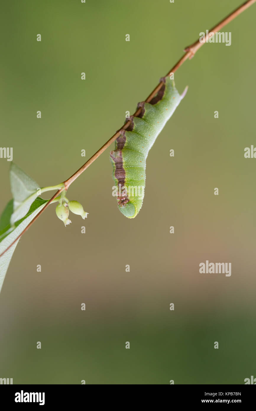 Bee hawk-moth caterpillar Stock Photo - Alamy