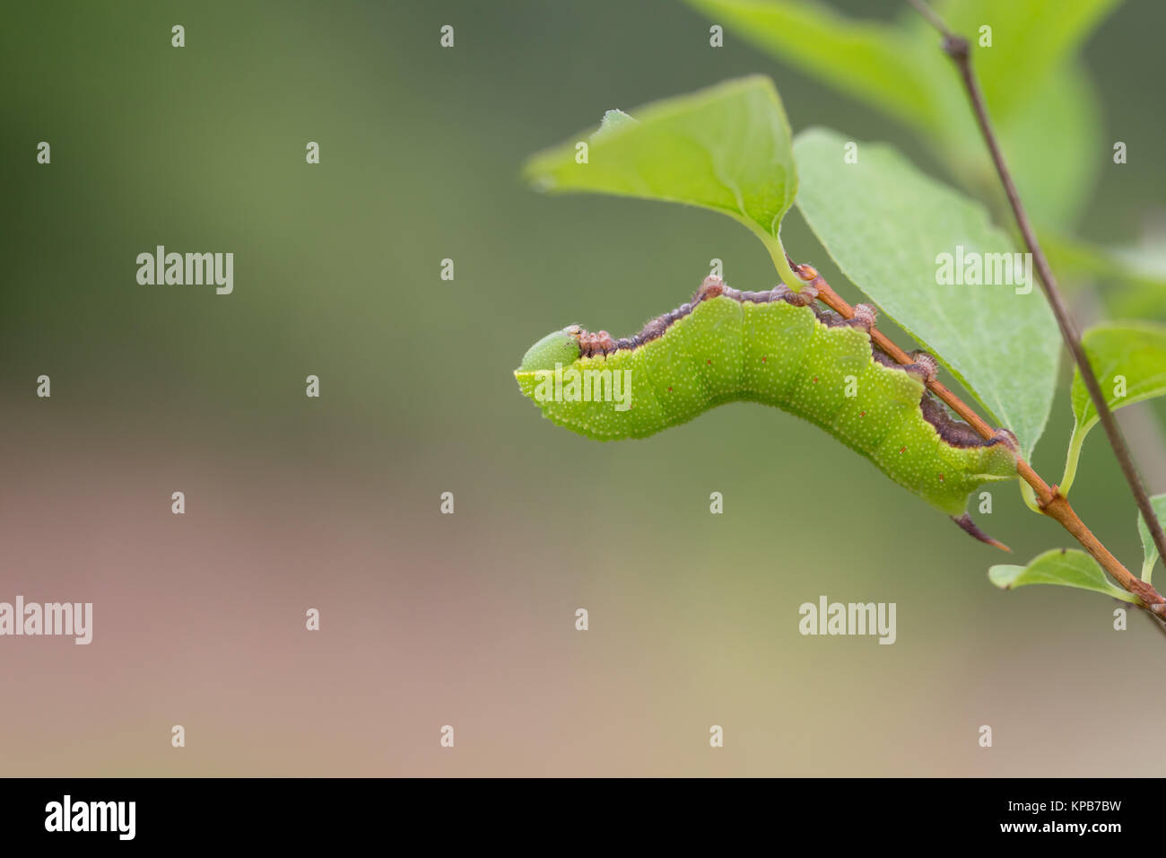 Bee hawk-moth caterpillar Stock Photo - Alamy