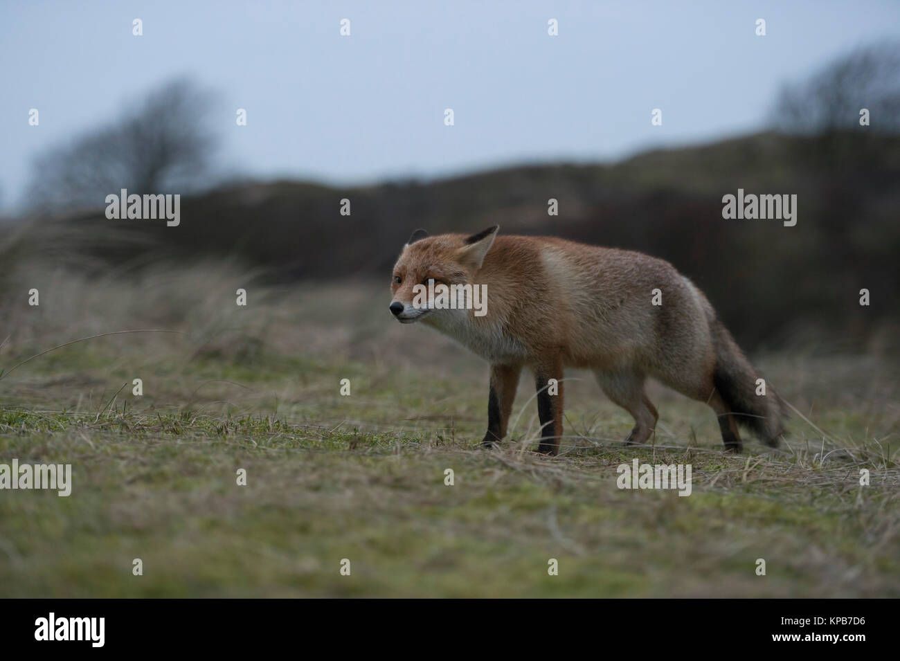 Red Fox ( Vulpes vulpes ) in typical surrounding, standing on a little ...