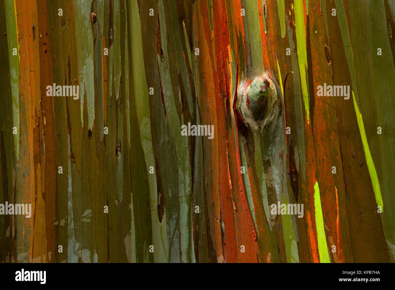 Colorful Eucalyptus bark of the Rainbow Eucalyptus (Eucalyptus deglupta ...
