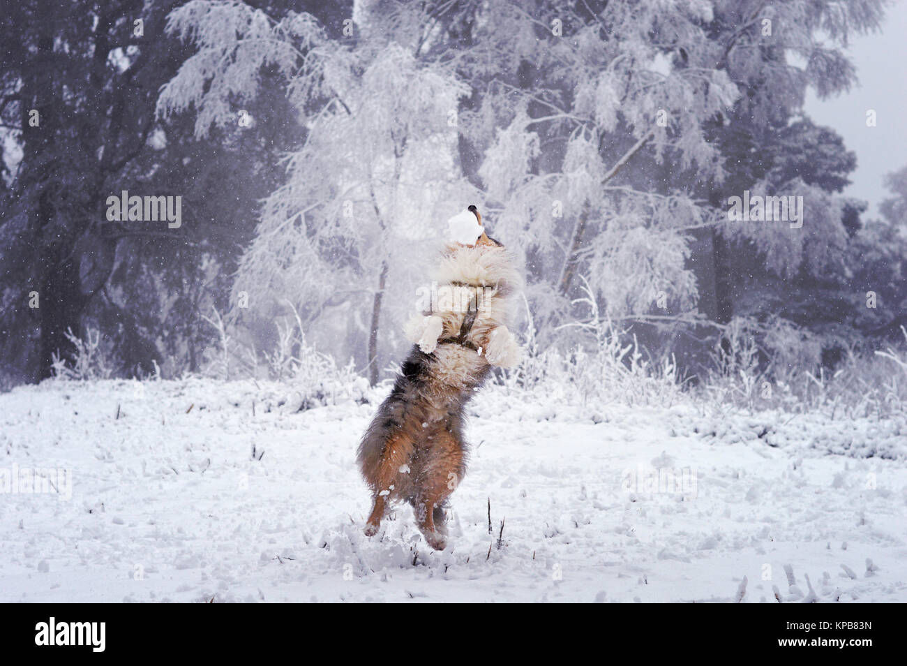 Rough collie (wearing harness) catching snowball in snowy scene at ...