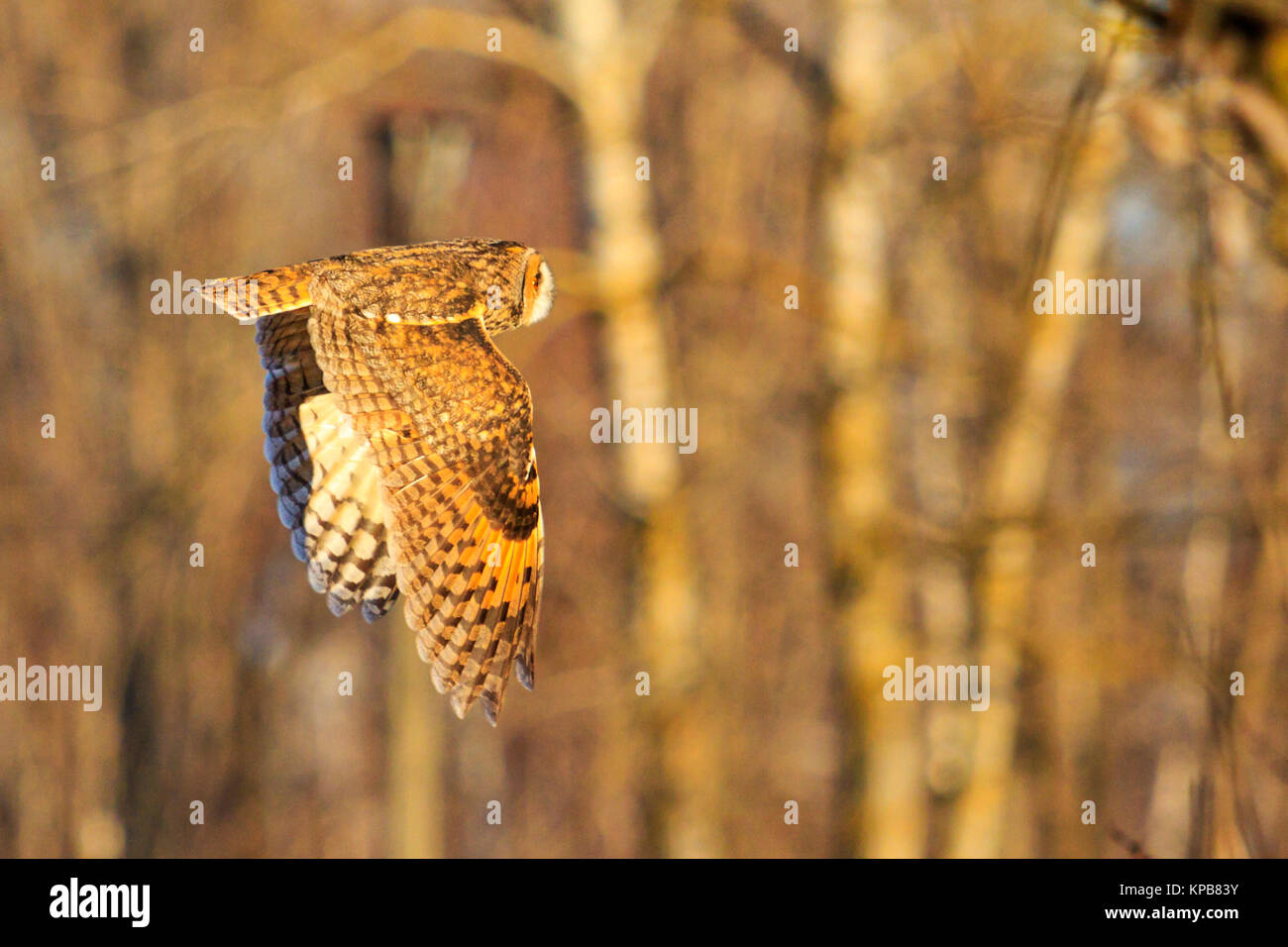 owl flying against a background of trees , wildlife, winter, bird ...