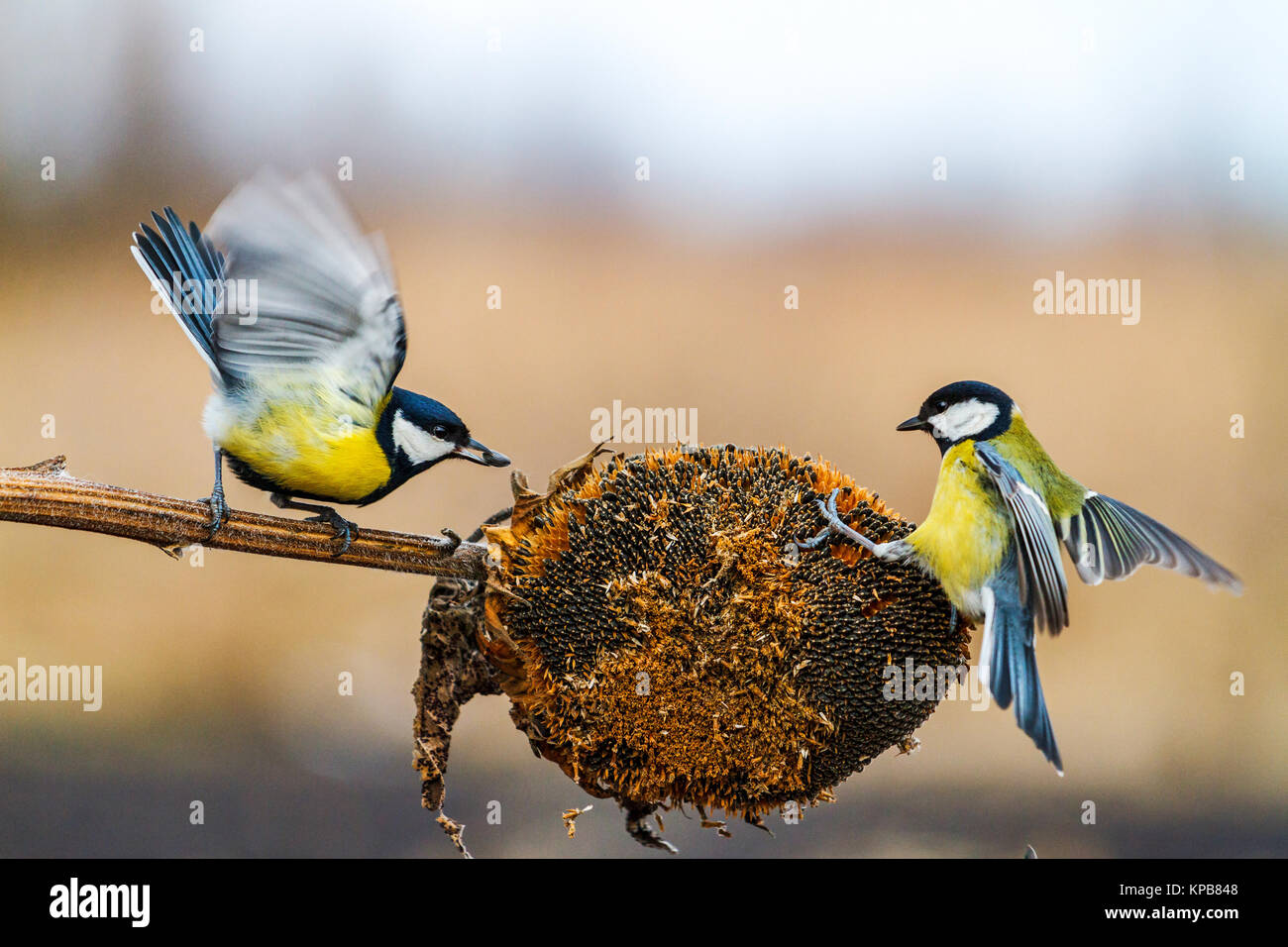 birds compete in winter for food , wildlife, winter, bird watching ...