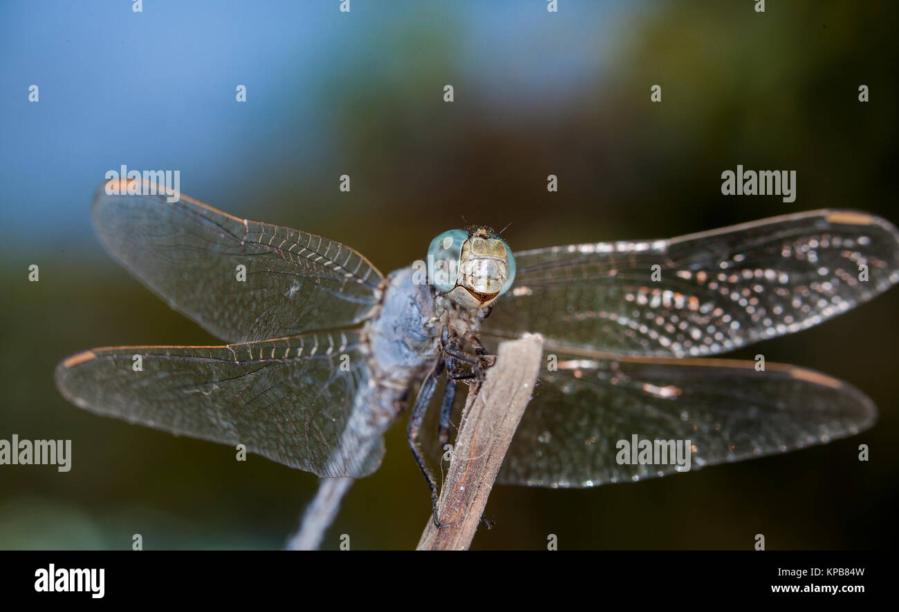 big dragonfly in a native habitat Stock Photo - Alamy