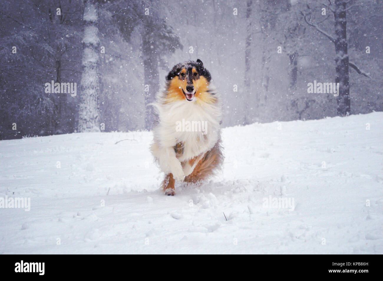 Blue merle rough collie dog running through the snow at Leith Hill ...