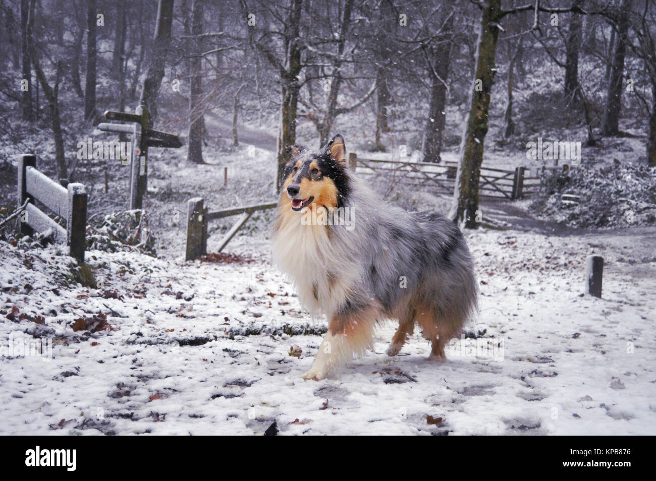 Rough collie dog standing on snowy path in snow-filled woodland at ...