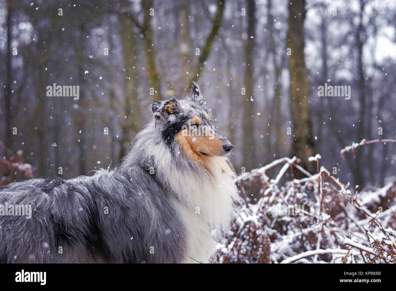 Rough collie dog standing in falling snow at Leith Hill, Dorking ...