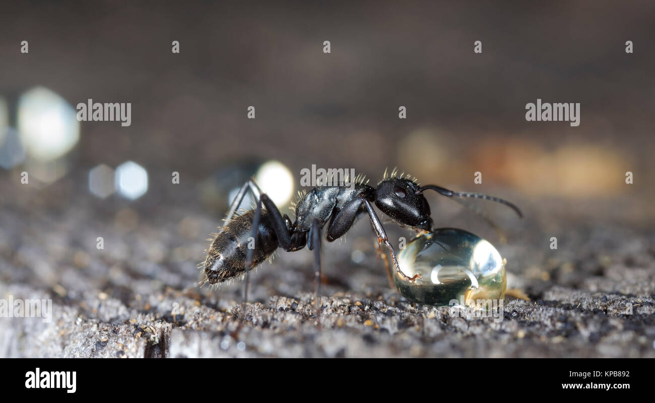 big forest ant in a native habitat Stock Photo - Alamy
