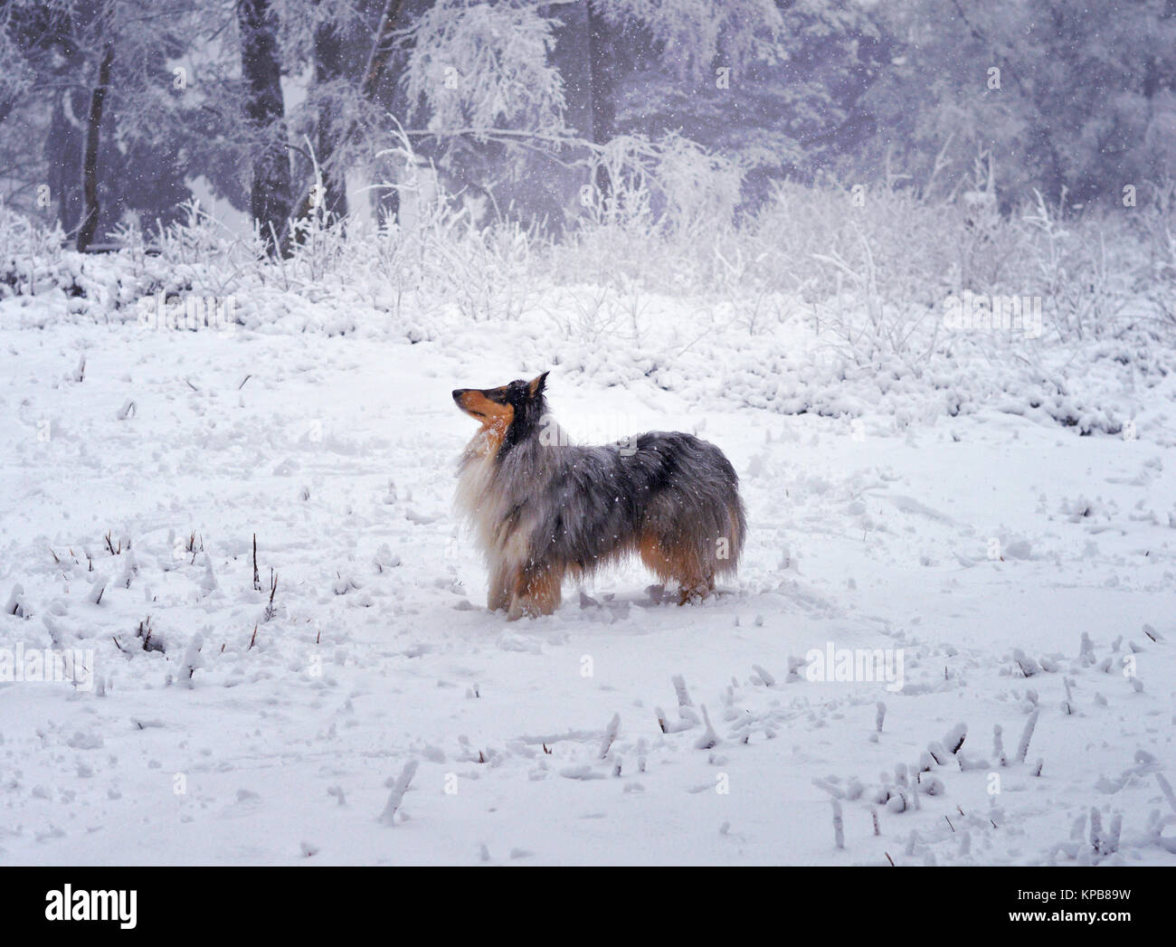 Rough collie dog standing in snow at Leith Hill, Dorking, Surrey, UK ...