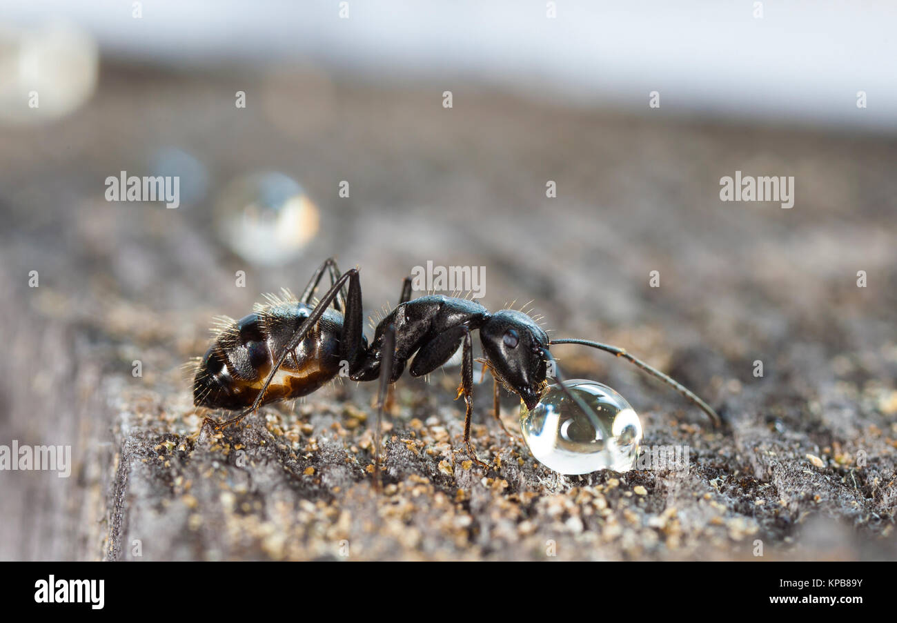 big forest ant in a native habitat Stock Photo - Alamy