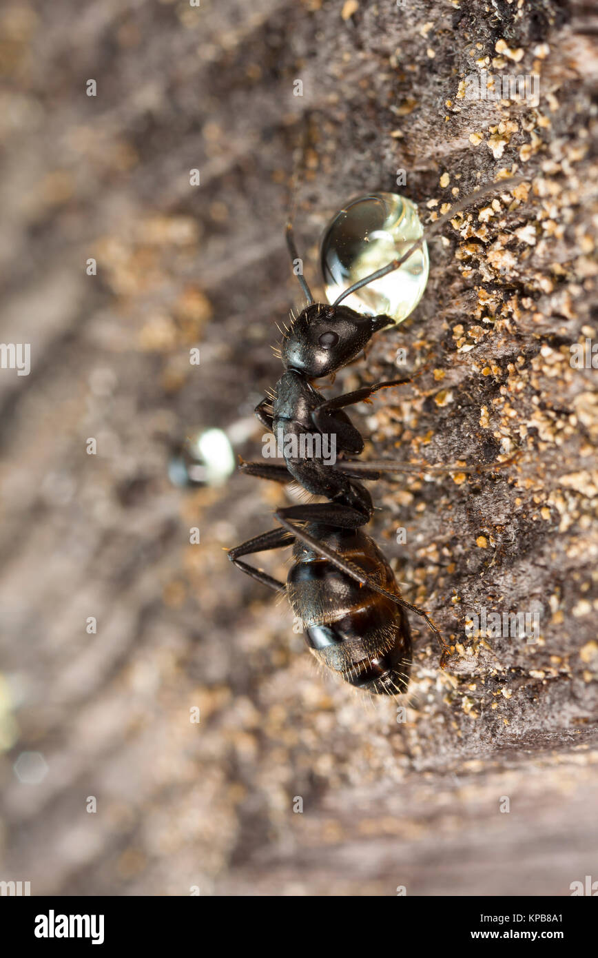 big forest ant in a native habitat Stock Photo - Alamy