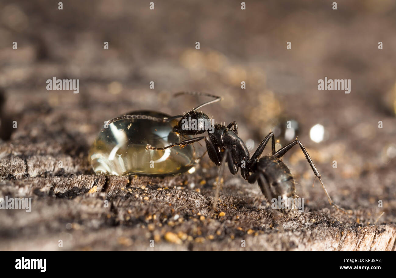 big forest ant in a native habitat Stock Photo - Alamy