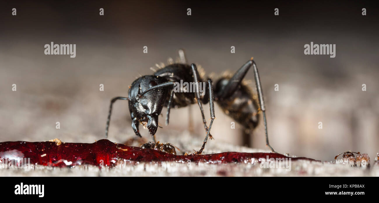big forest ant in a native habitat Stock Photo - Alamy