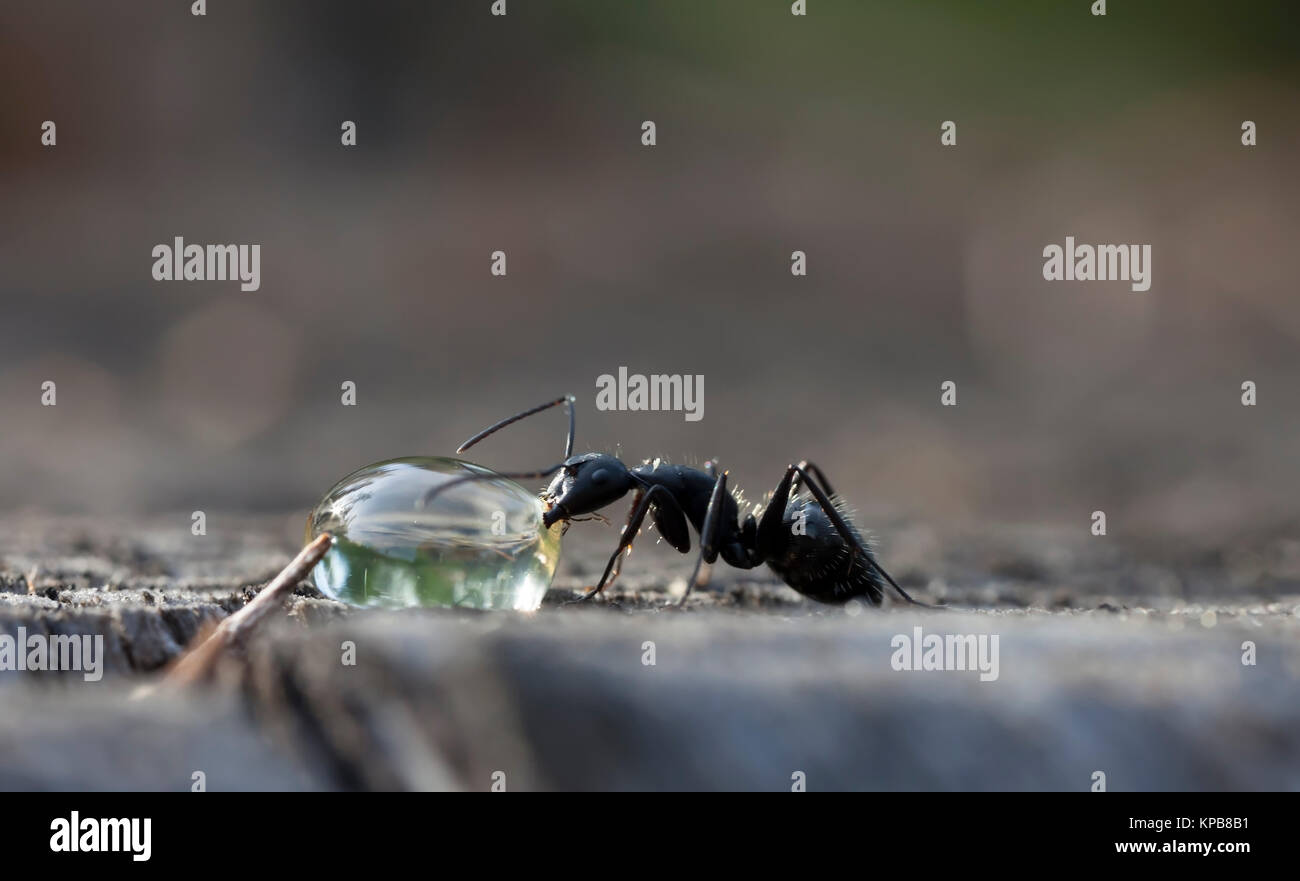 big forest ant in a native habitat Stock Photo - Alamy