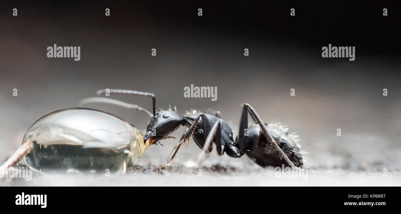 big forest ant in a native habitat Stock Photo - Alamy