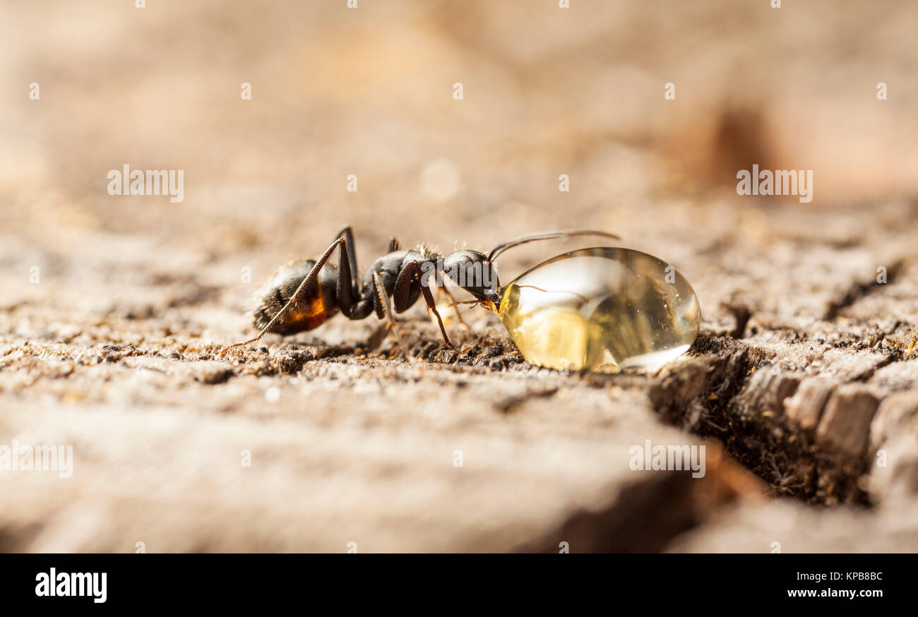 big forest ant in a native habitat Stock Photo - Alamy