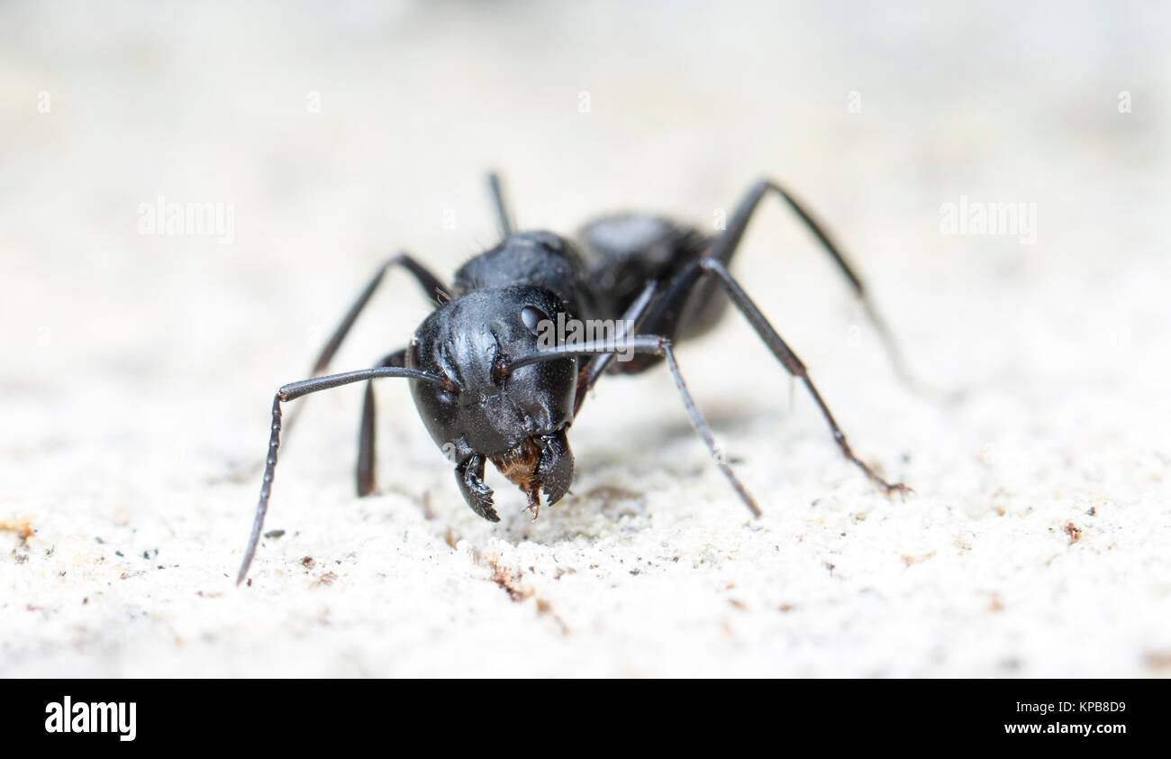 big forest ant in a native habitat Stock Photo - Alamy