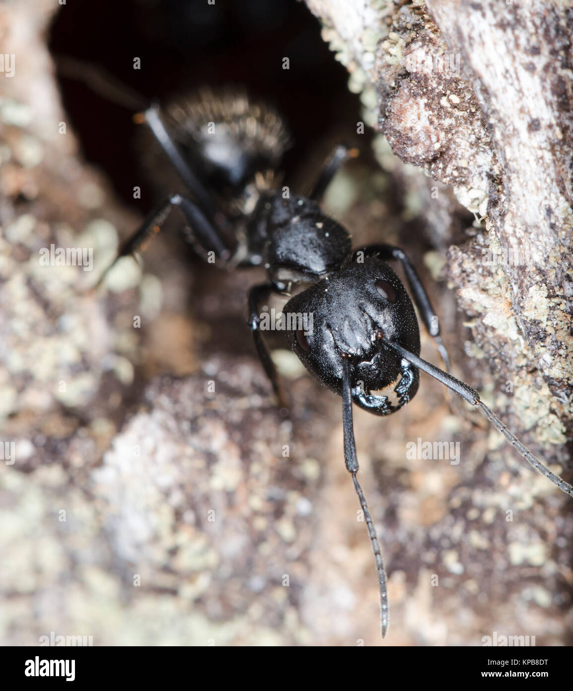 big forest ant in a native habitat Stock Photo - Alamy