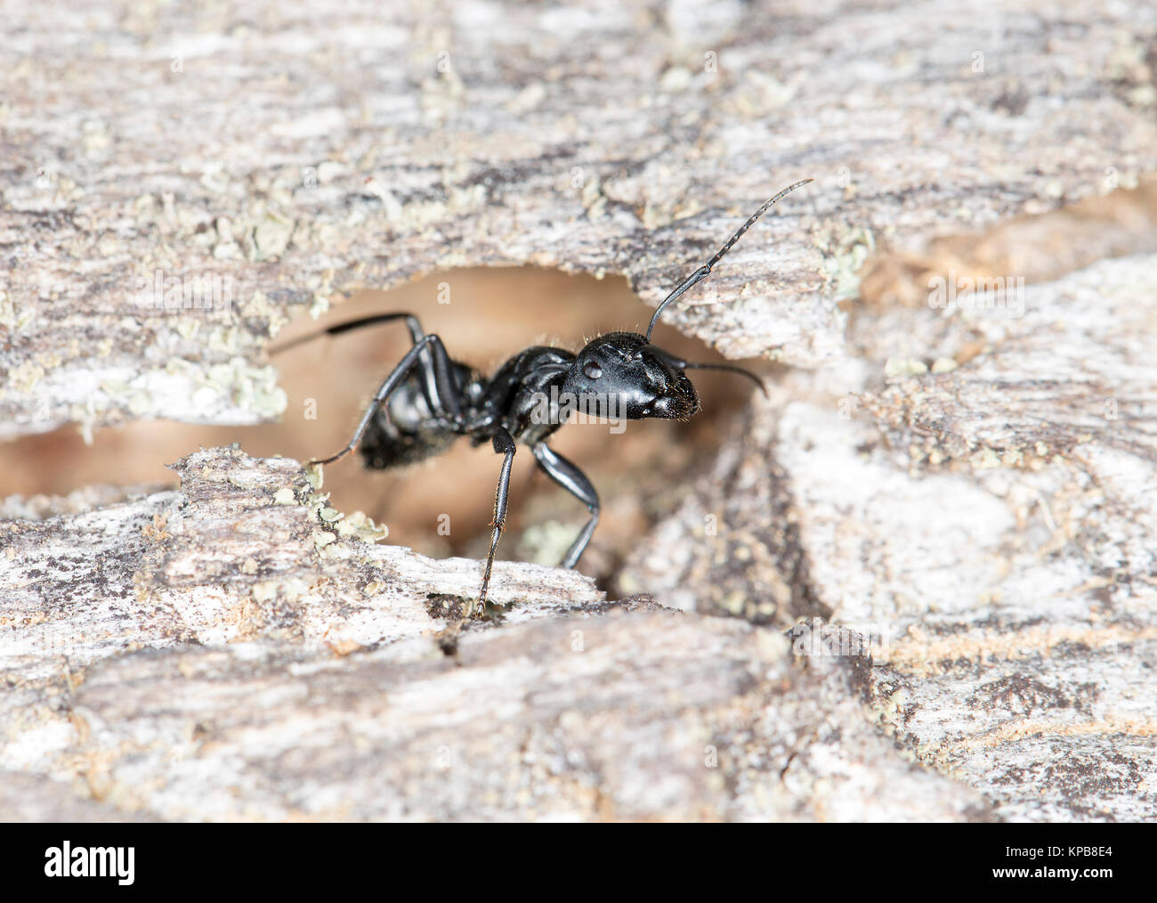 big forest ant in a native habitat Stock Photo - Alamy