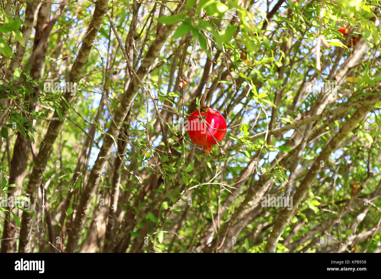 Red pomegranate on the tree, Israel Stock Photo - Alamy