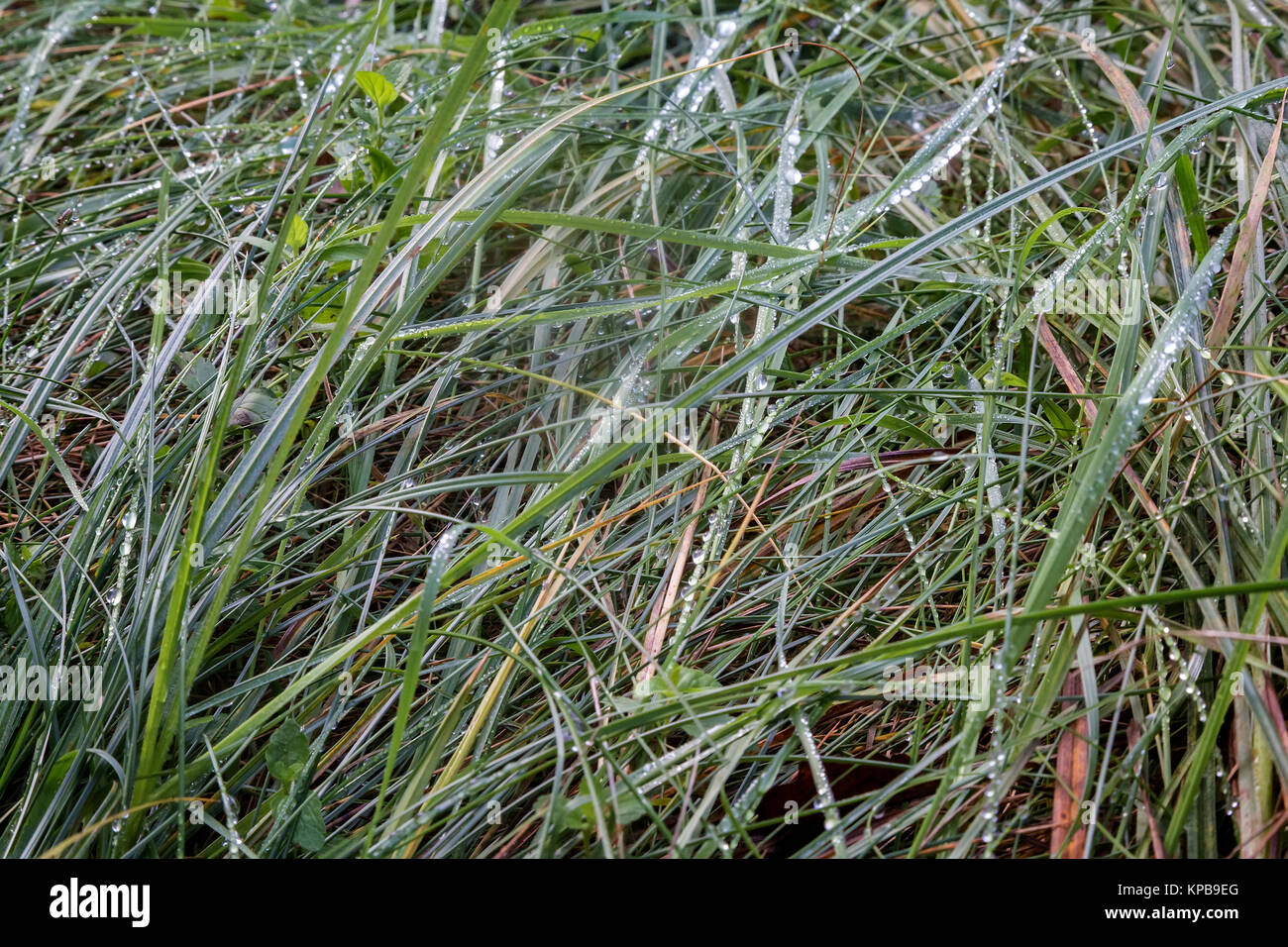 Background image: forest grass with dew drops closeup Stock Photo - Alamy