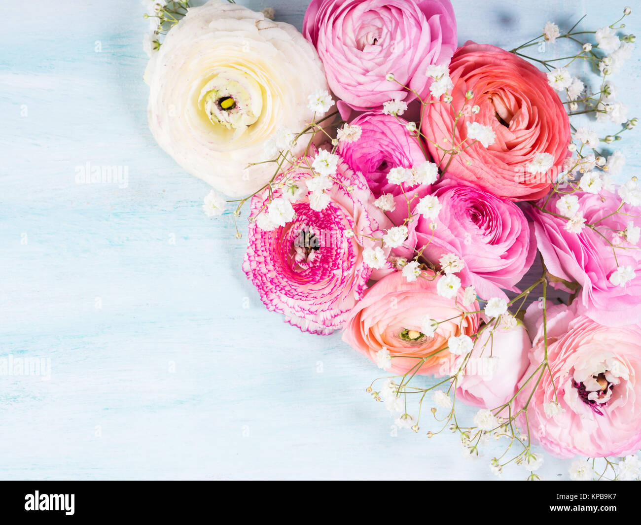 Beautiful pink buttercup frame on turquoise wooden background. Woman ...