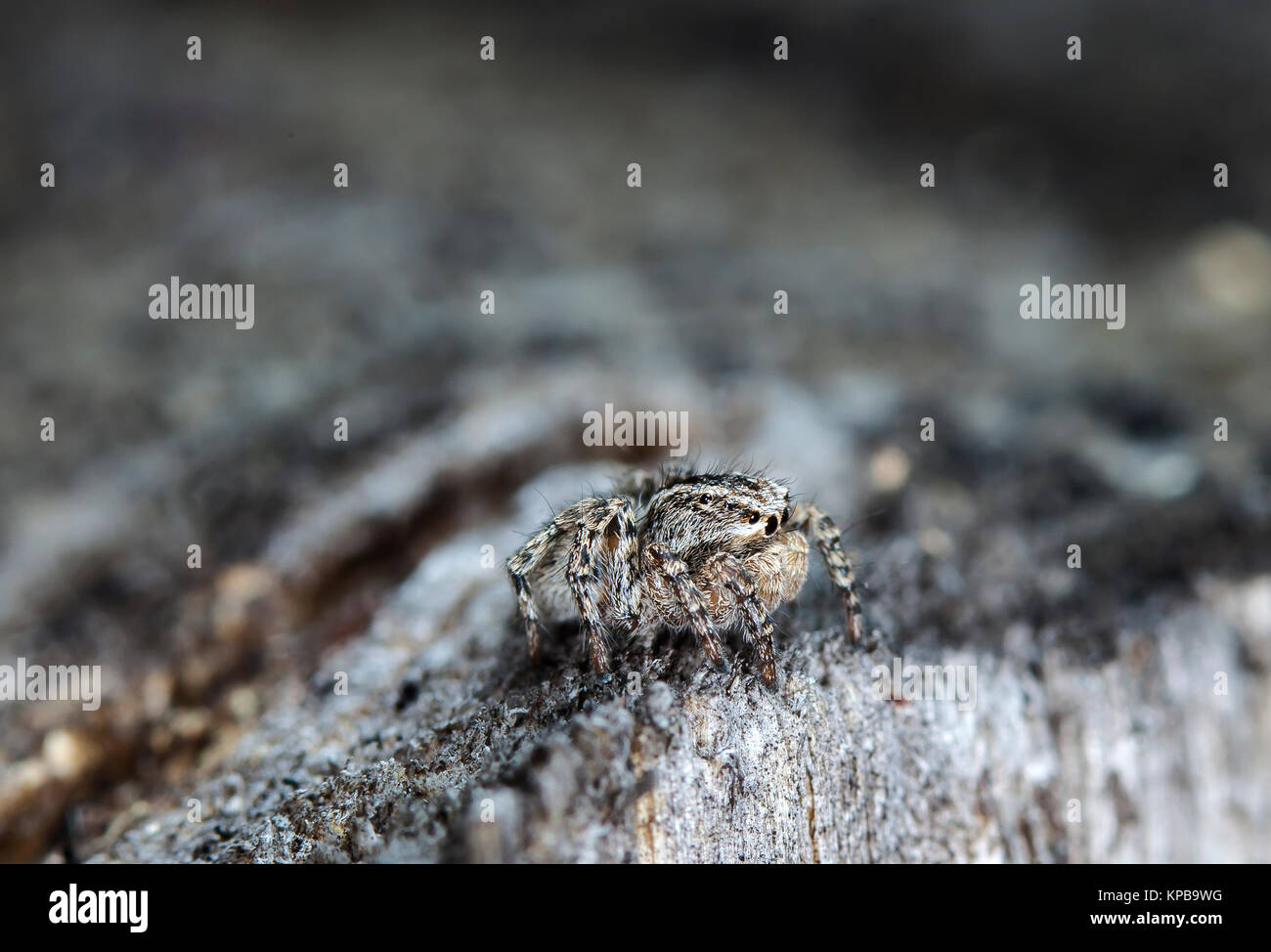 spider jumper, spider racer Stock Photo - Alamy