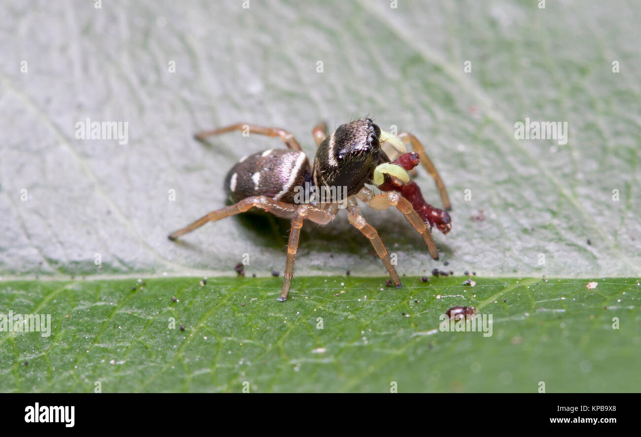 spider jumper, spider racer Stock Photo - Alamy