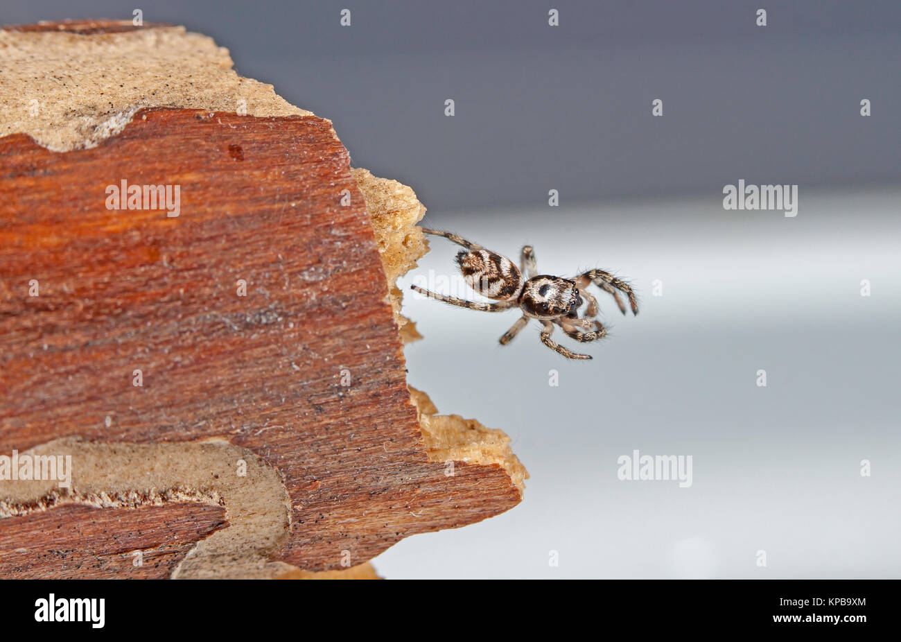 spider jumper, spider racer Stock Photo - Alamy