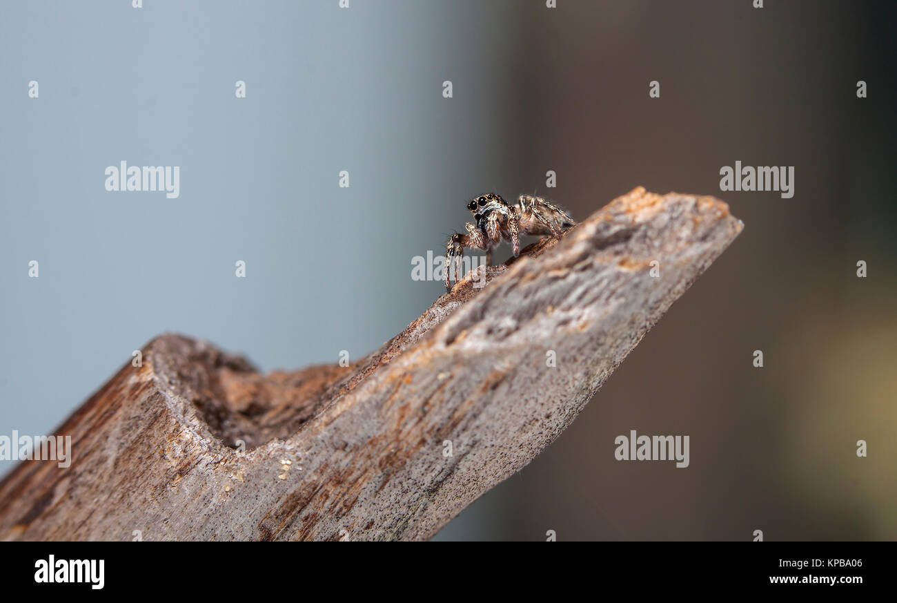 spider jumper, spider racer Stock Photo - Alamy