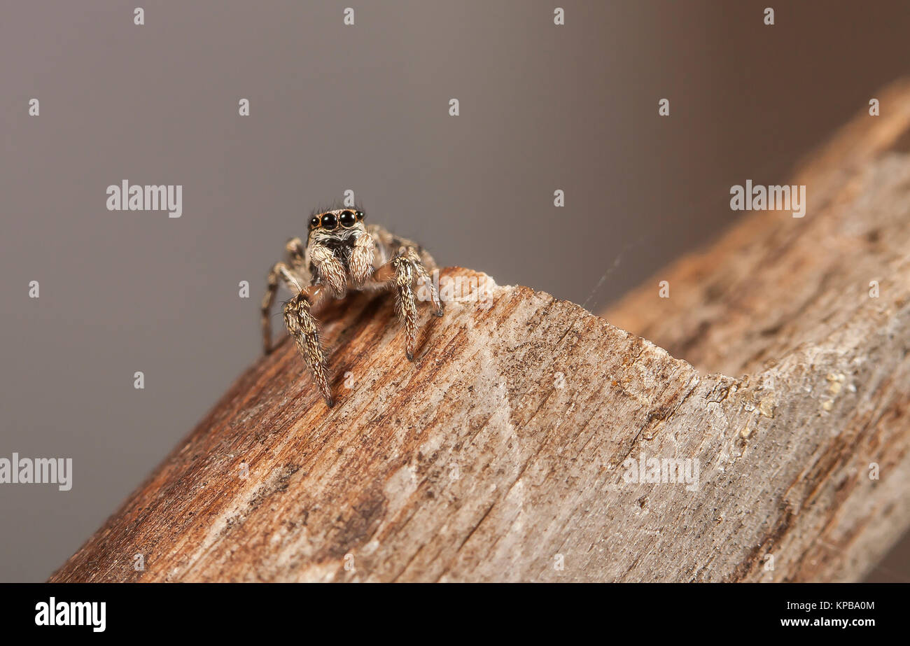 spider jumper, spider racer Stock Photo - Alamy