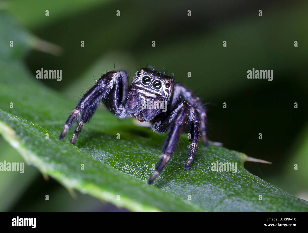 spider jumper, spider racer Stock Photo - Alamy