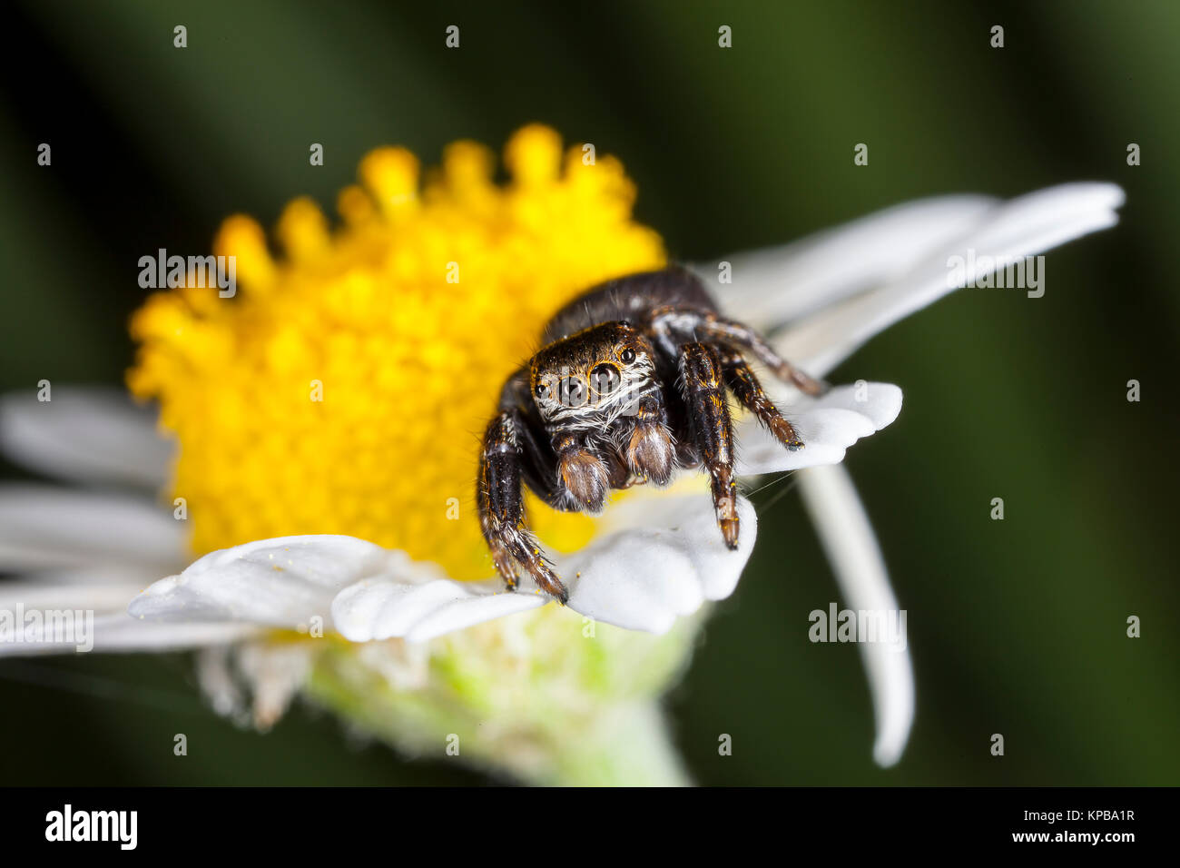 spider jumper, spider racer Stock Photo - Alamy