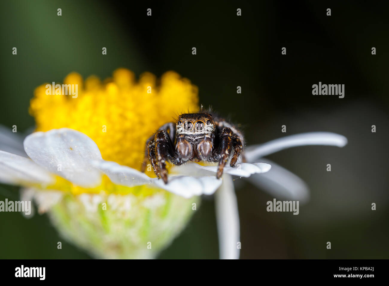 spider jumper, spider racer Stock Photo - Alamy