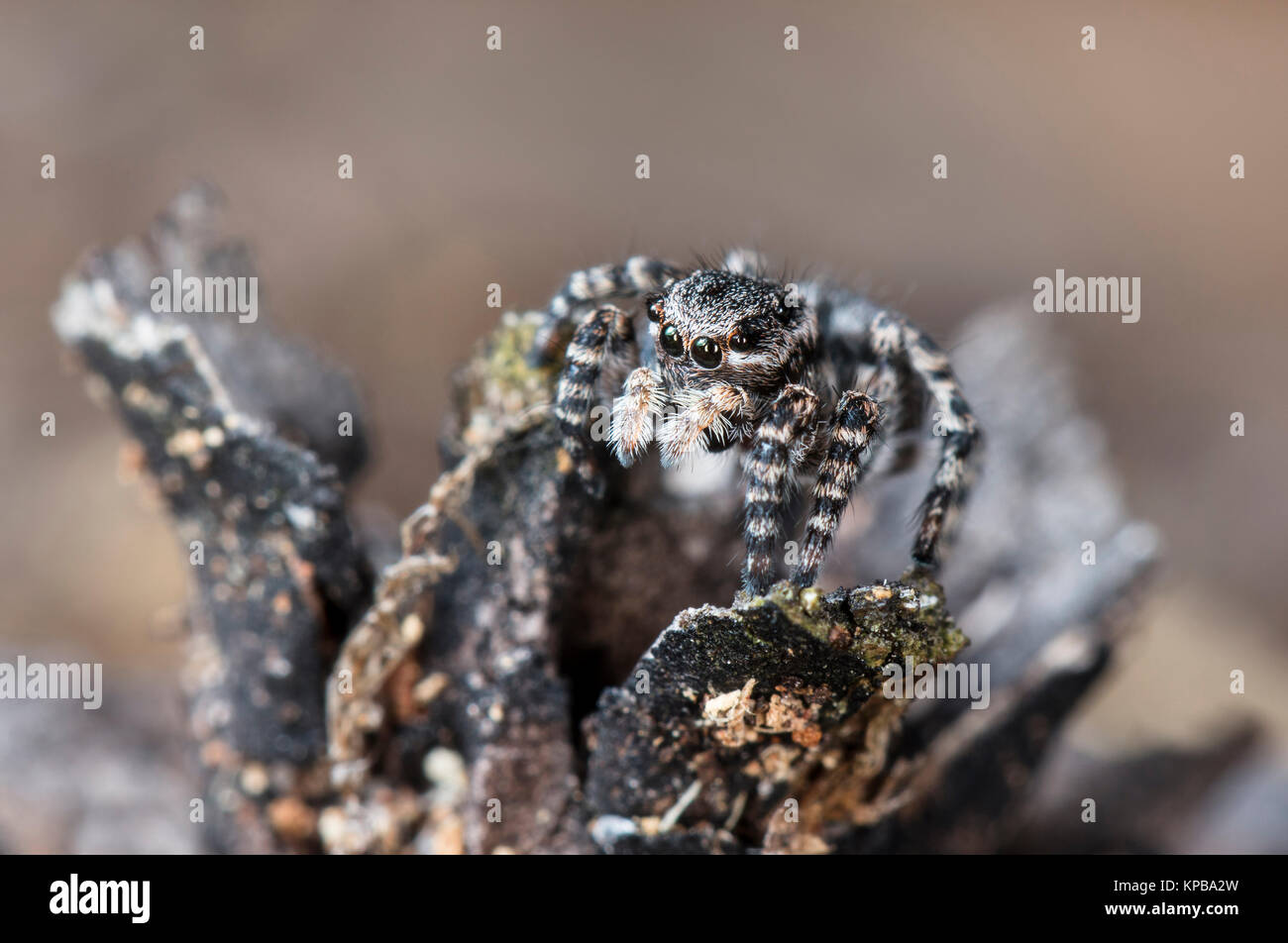 Spider racer hi-res stock photography and images - Alamy