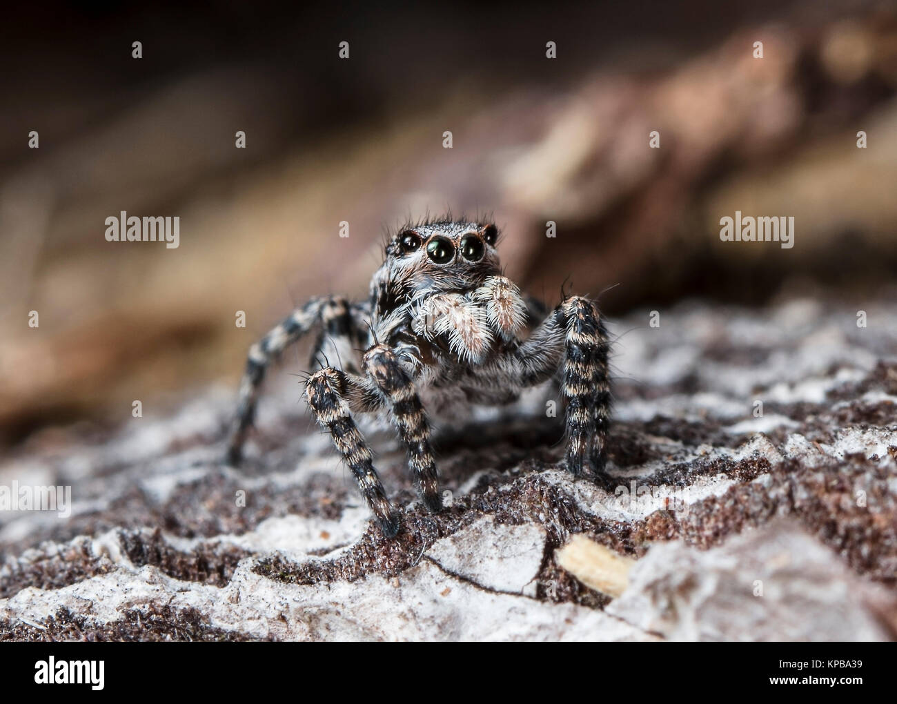 spider jumper, spider racer Stock Photo - Alamy
